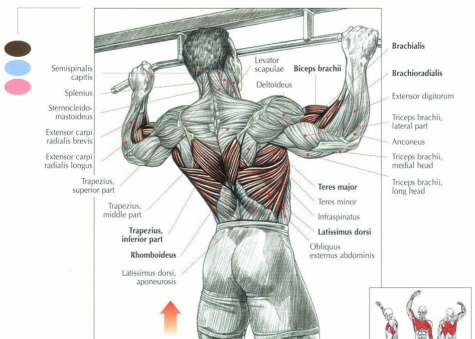 Pull up Proper Ways To Do Types Article Nutrition ph 